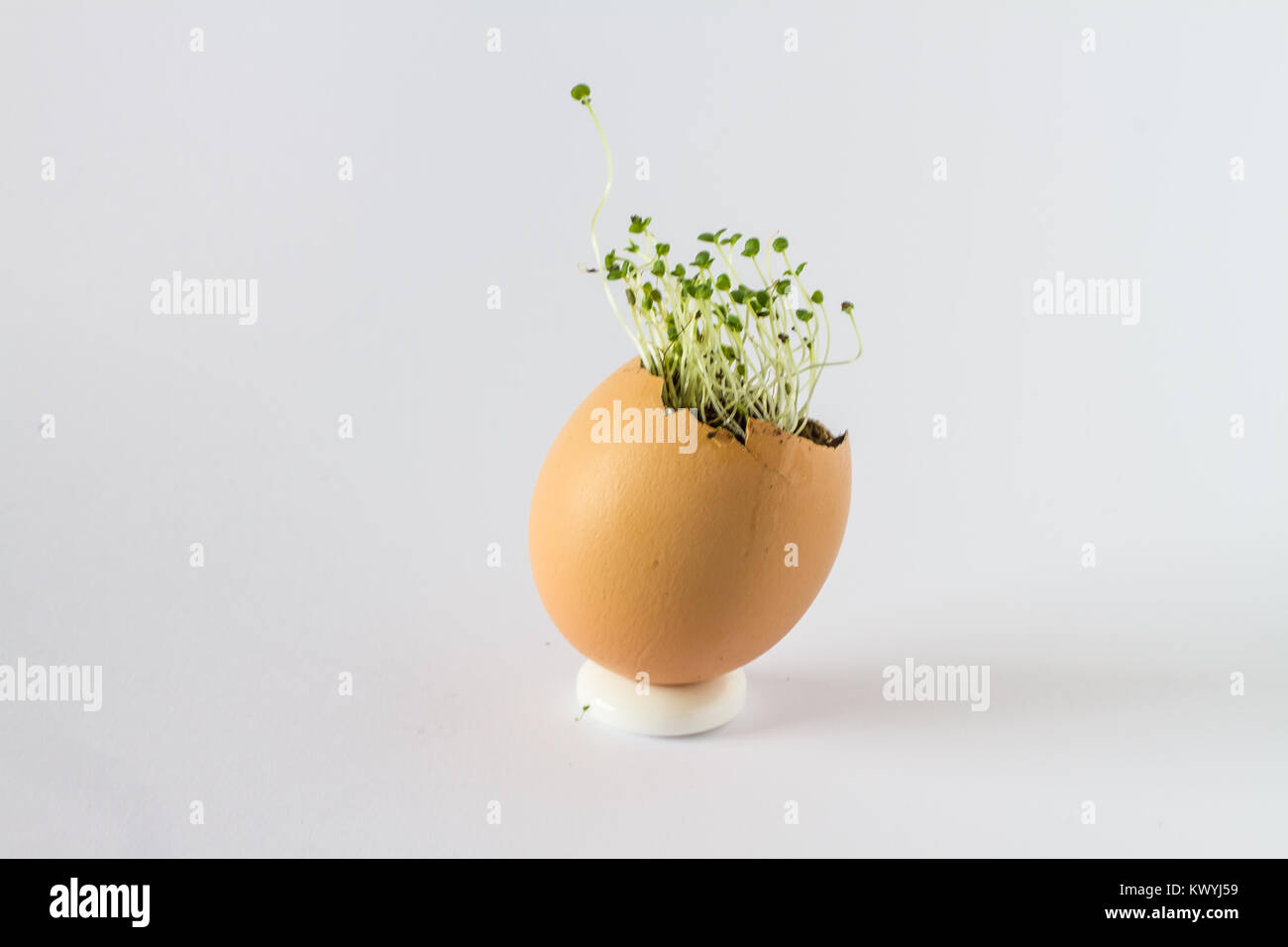 A beautiful fresh sprouts in an egg shell. Miniature garden of healthy ...