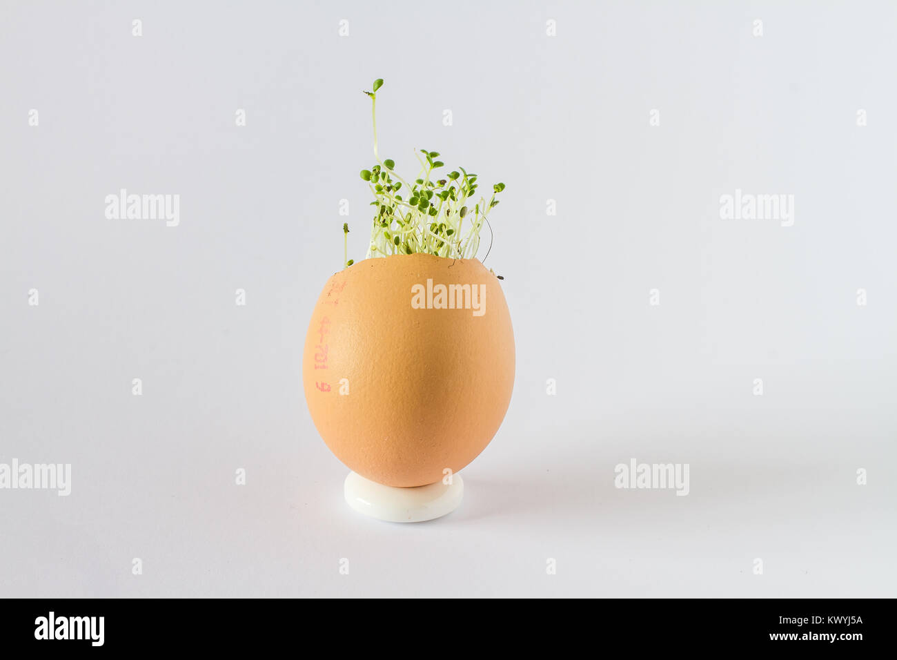 A beautiful fresh sprouts in an egg shell. Miniature garden of healthy ...