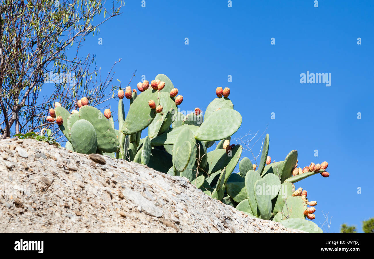 Cactus. A cactus plant is pictured in southern Turkey Stock Photo - Alamy