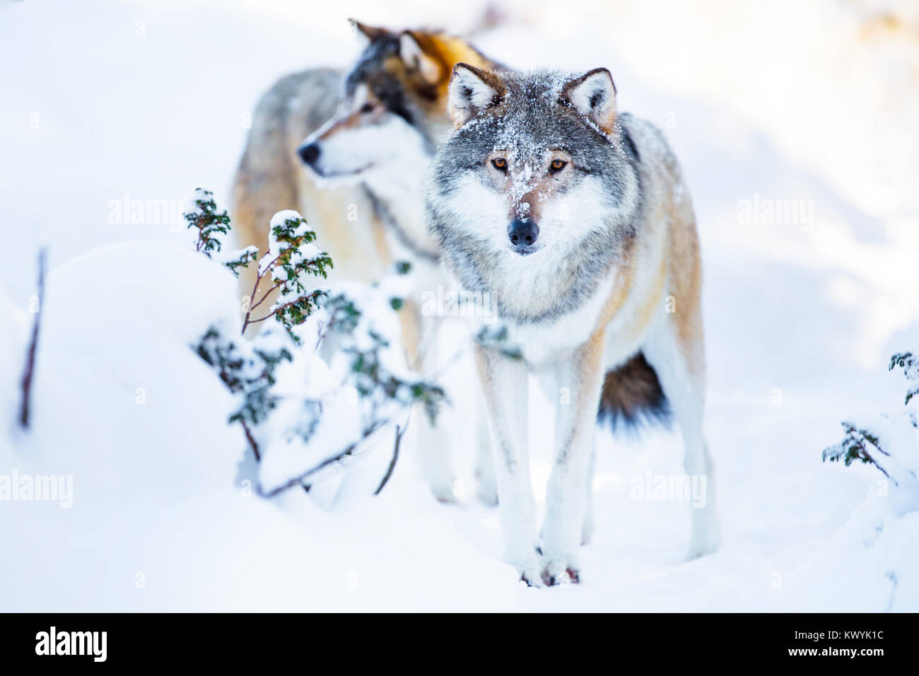 Two large wolves in cold winter landscape Stock Photo - Alamy