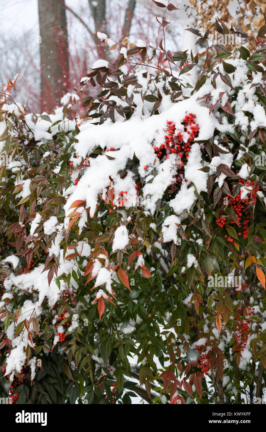 Nandina domestica hi-res stock photography and images - Alamy