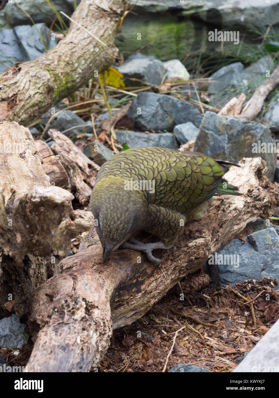 Kea bird hi-res stock photography and images - Alamy