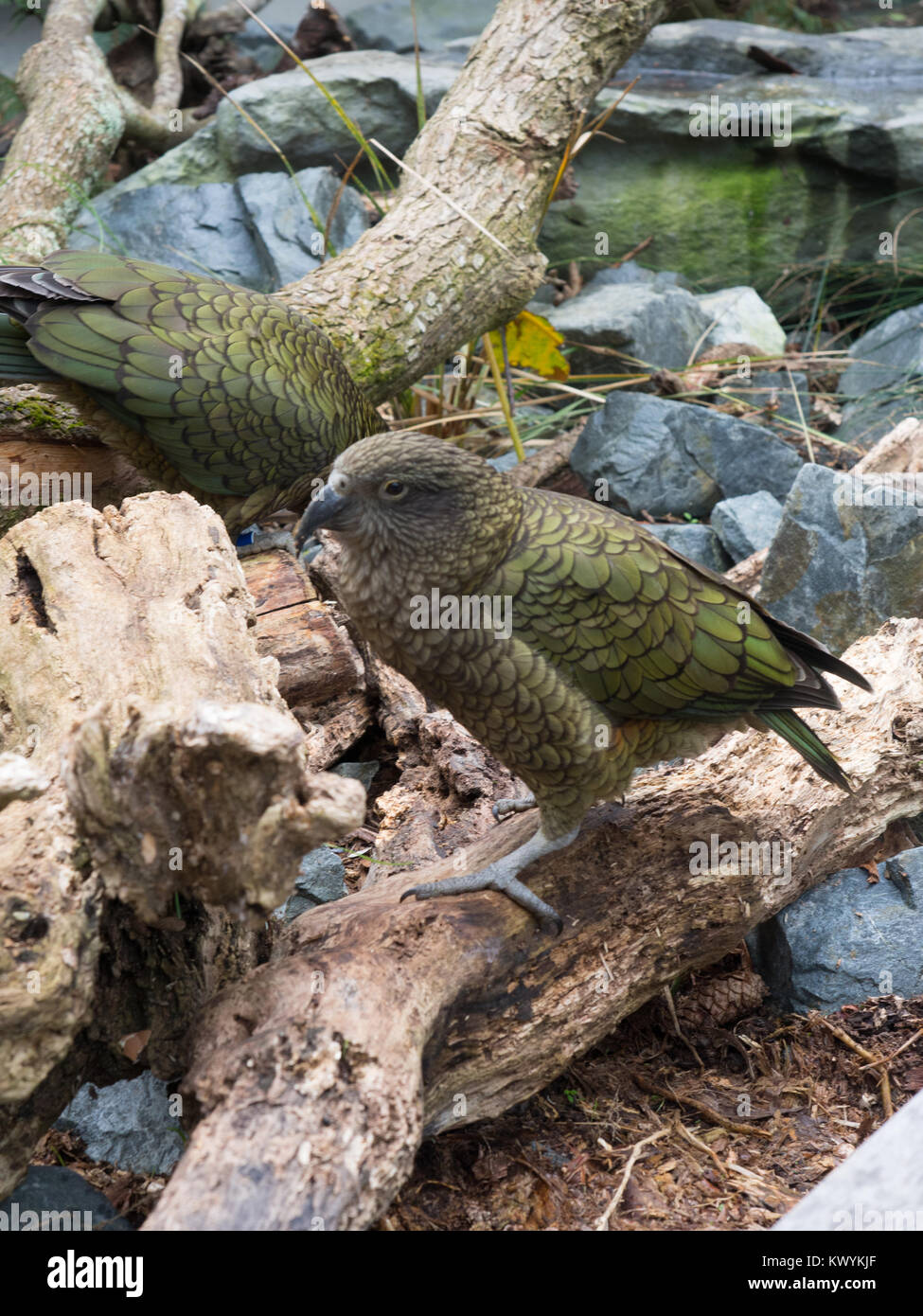 Kea wildlife bird hi-res stock photography and images - Alamy
