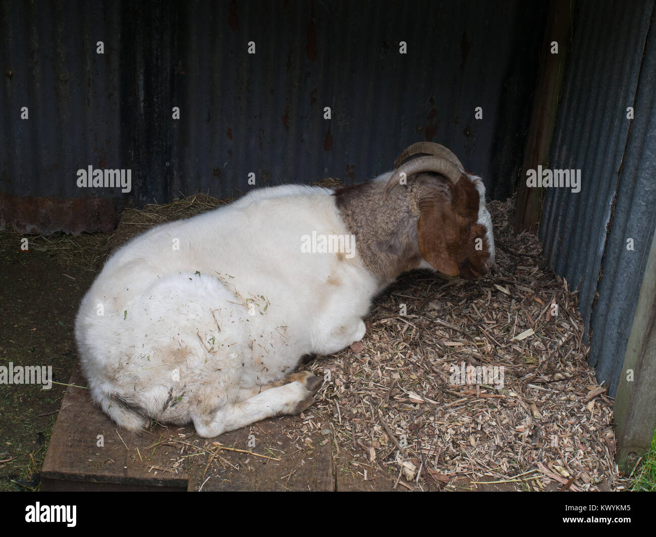Sleeping goat hi-res stock photography and images - Alamy