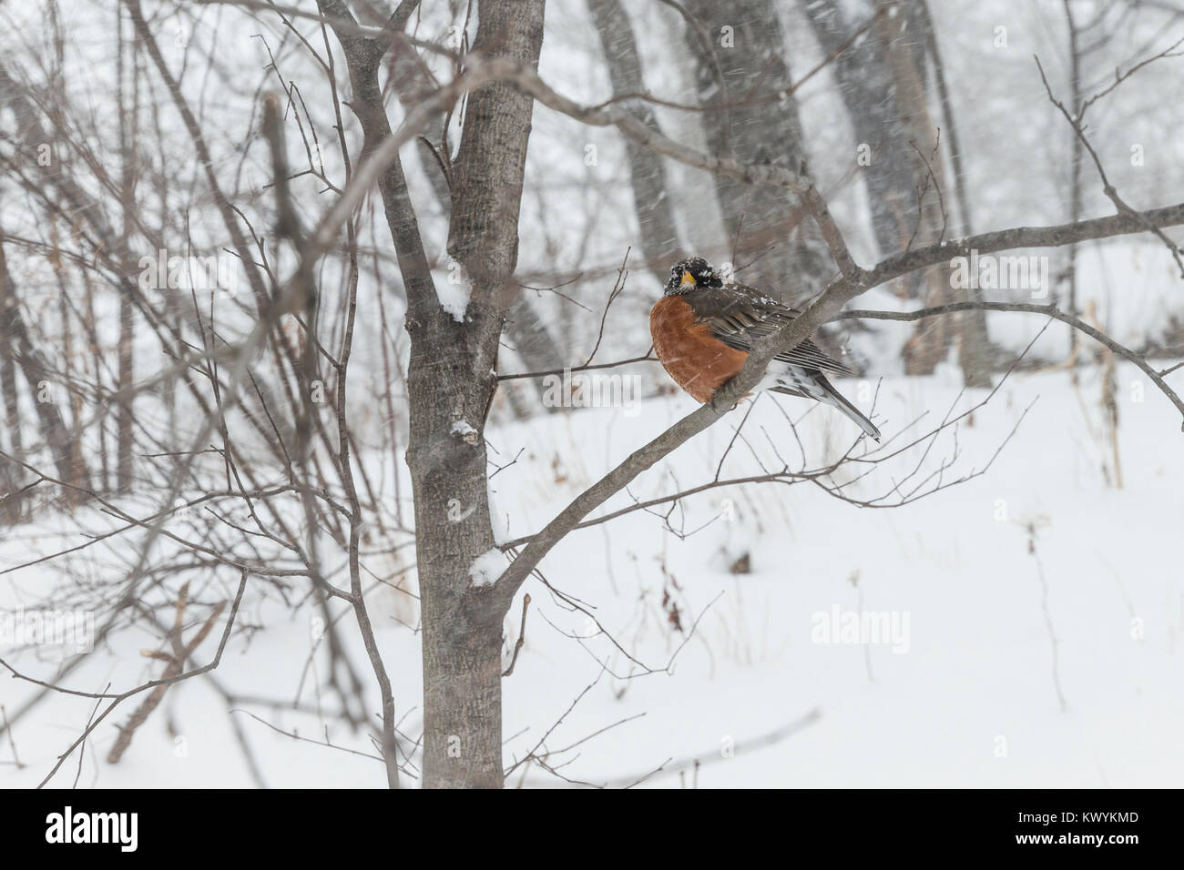 American robin in winter snow fall Stock Photo - Alamy