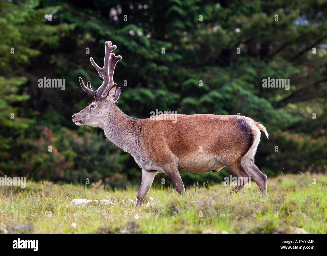 Red Deer Stag. A red deer stag in the Scottish highlands Stock Photo ...