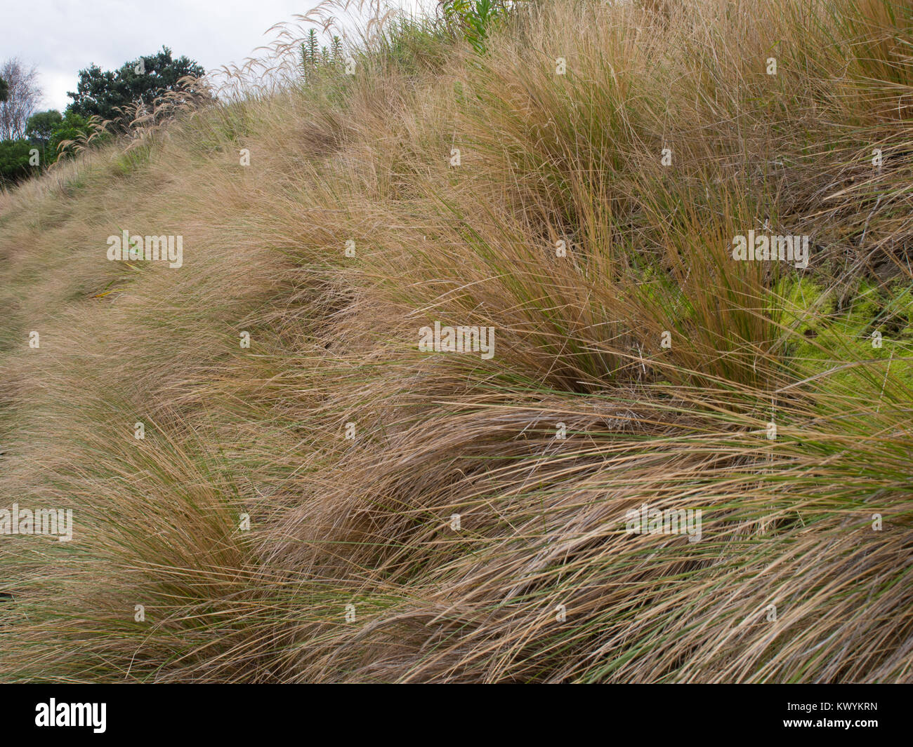 Grasses On A Hillside Stock Photo - Alamy