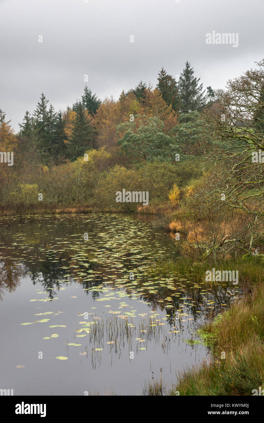 Snowdonia lily hi-res stock photography and images - Alamy