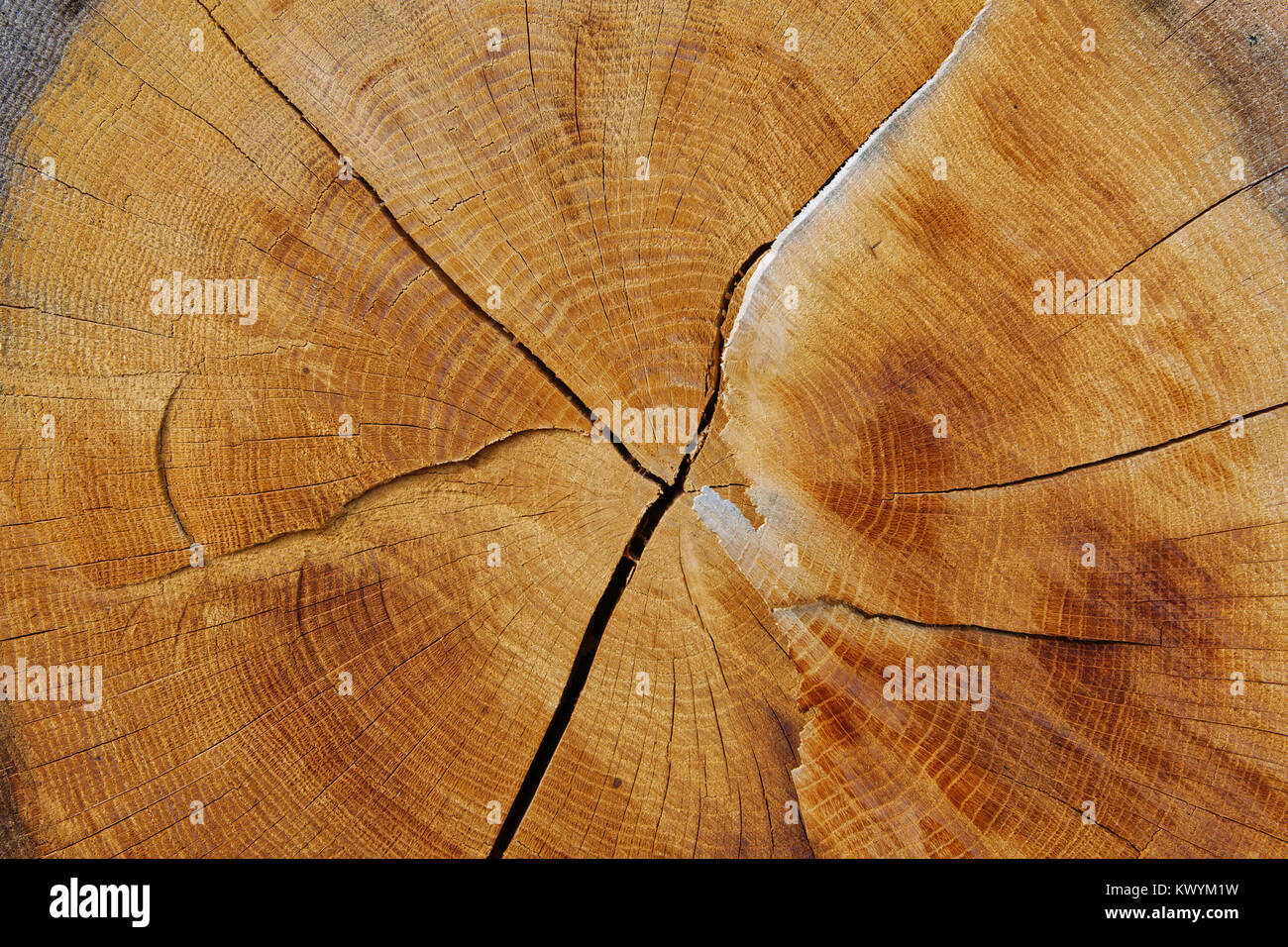 View from the end of the trunk section closeup Stock Photo - Alamy