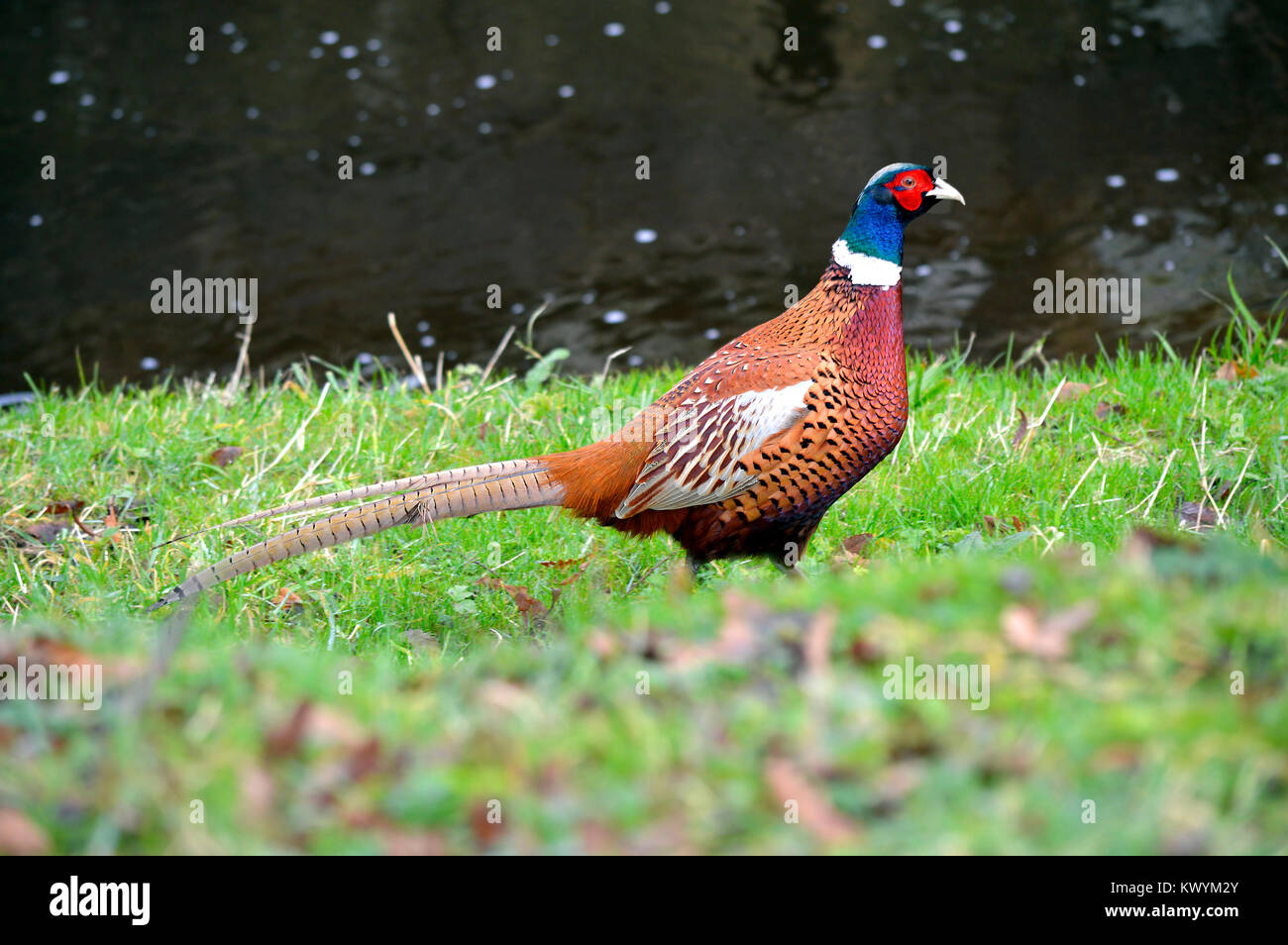 Male common pheasant Latin name Phasianus colchicus in breeding plumage ...