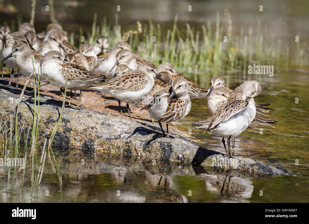 On a stopover during migration, sandpipers rest calmly and preen ...