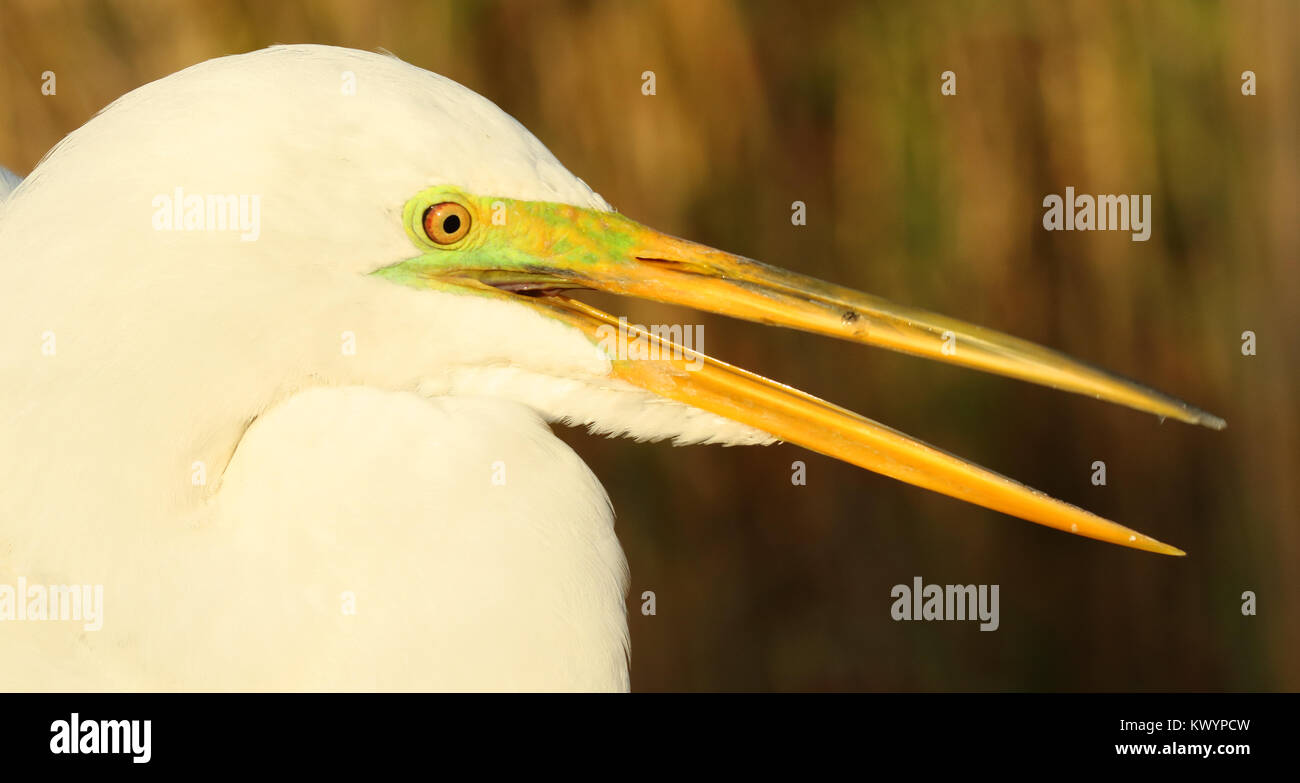 A Great Egret calling in breeding plumage during spring in the ...