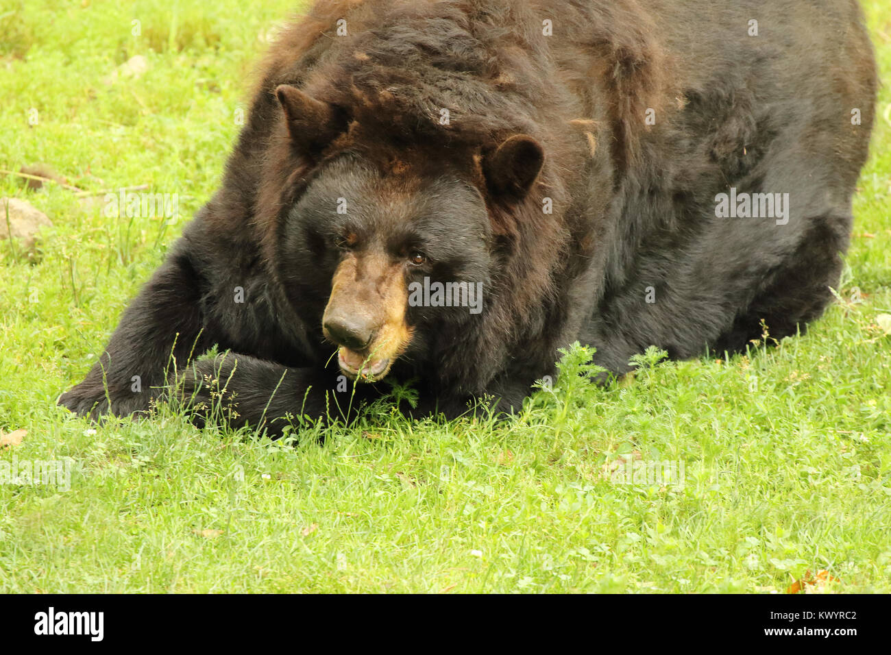 A large Black Bear snarling Stock Photo - Alamy