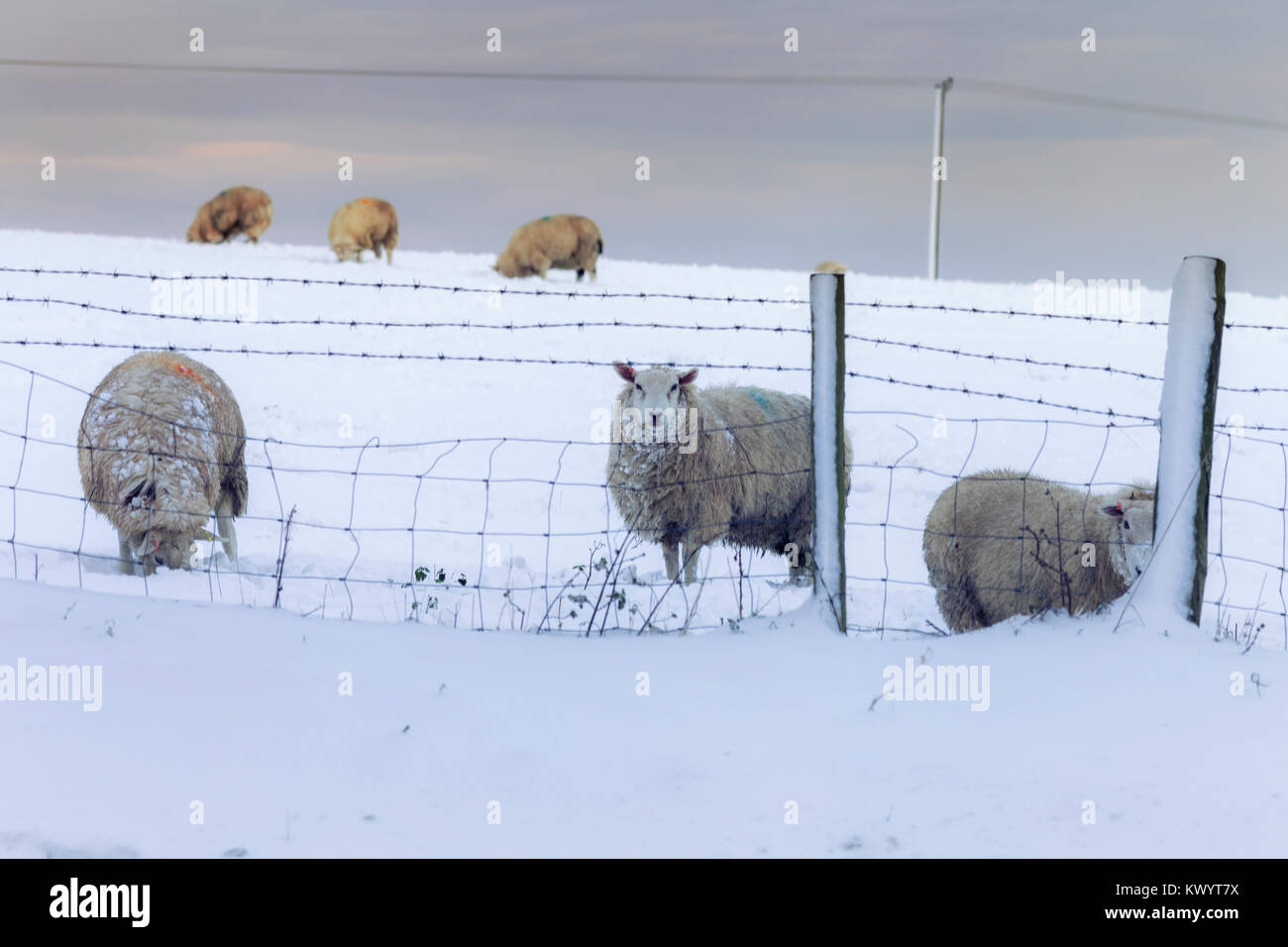 Barbed wire through tree hi-res stock photography and images - Alamy