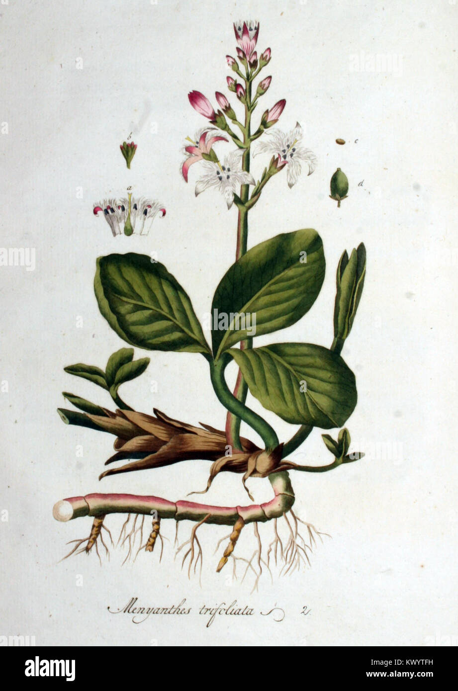 Menyanthes trifoliata, commonly known as bogbean, is a plant species ...