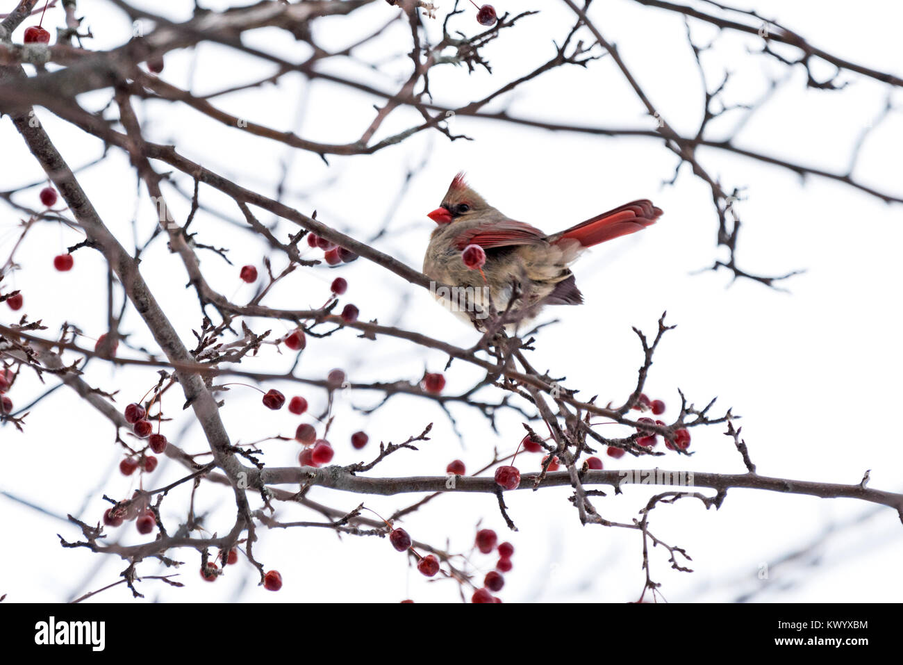 The red feathers of a female cardinal's tail echo the red crabapples ...