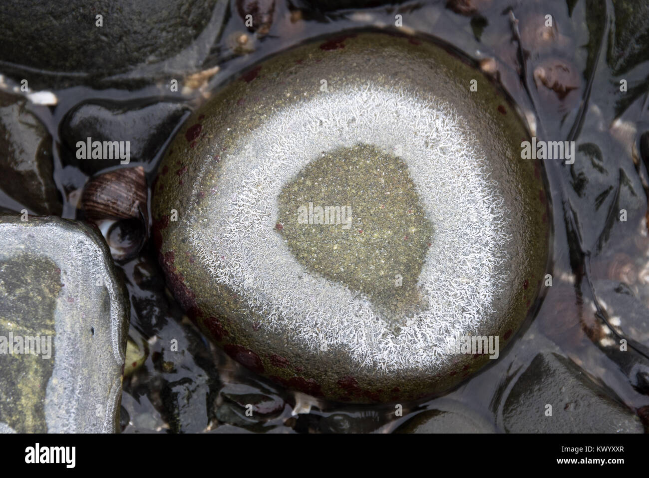Rings of salt precipitating onto beach stones as sea water freezes and ...