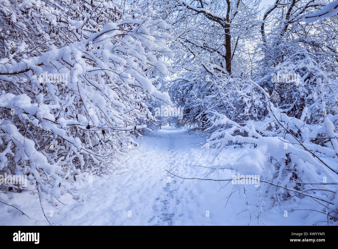Empty path through tree branches covered in snow Stock Photo - Alamy