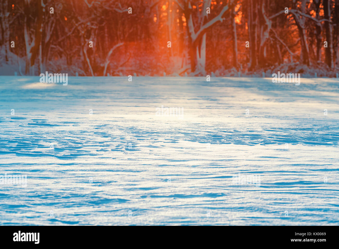Sunlight through woodland falling onto surface of fresh snow Stock ...