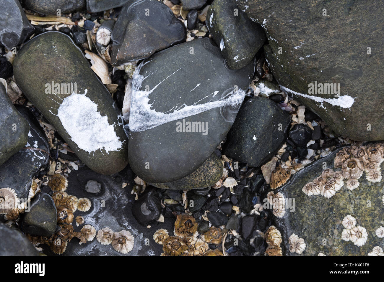Gull poo splashed across beach stones, Bar Harbor, Maine Stock Photo ...