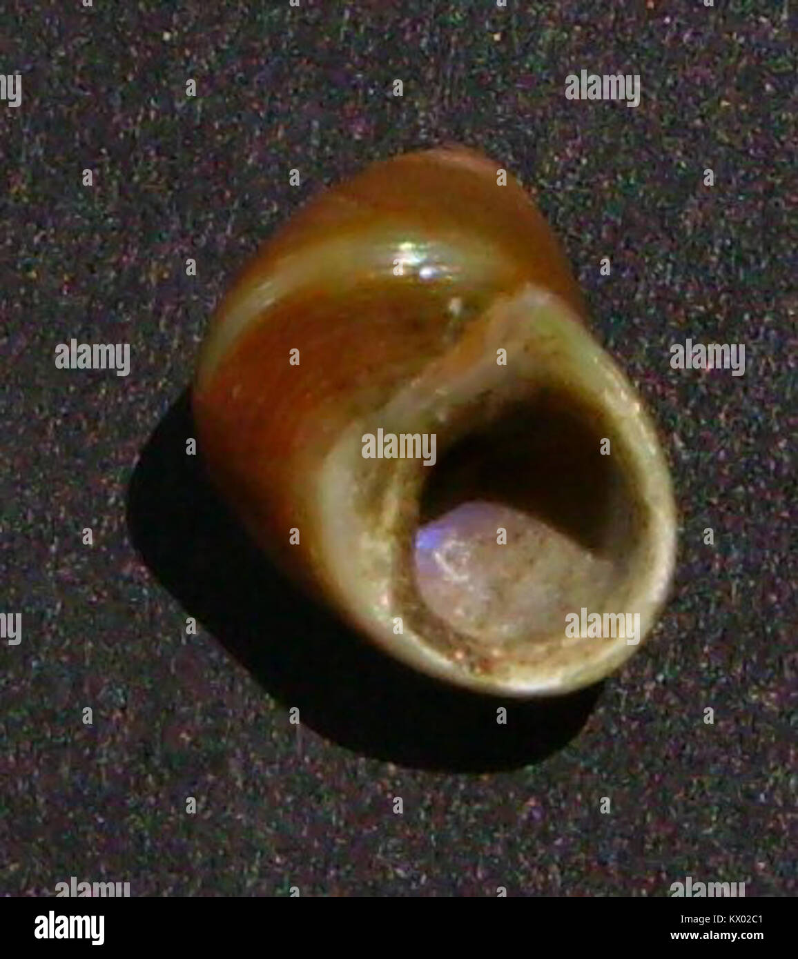 Dilatatus hi-res stock photography and images - Alamy