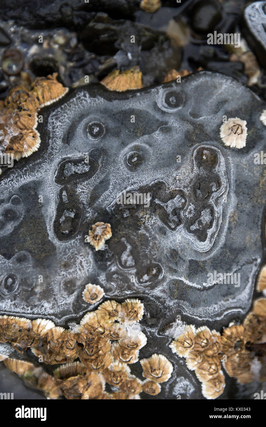 Balanus balanoides hi-res stock photography and images - Alamy