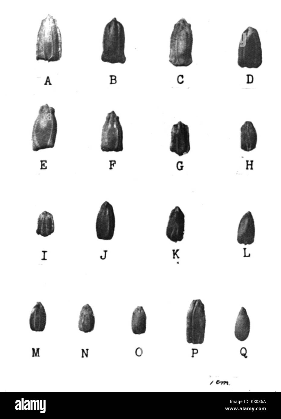 Millán 1946 lamina1 Lagenaria siceraria Argentina and Uruguay seeds ...