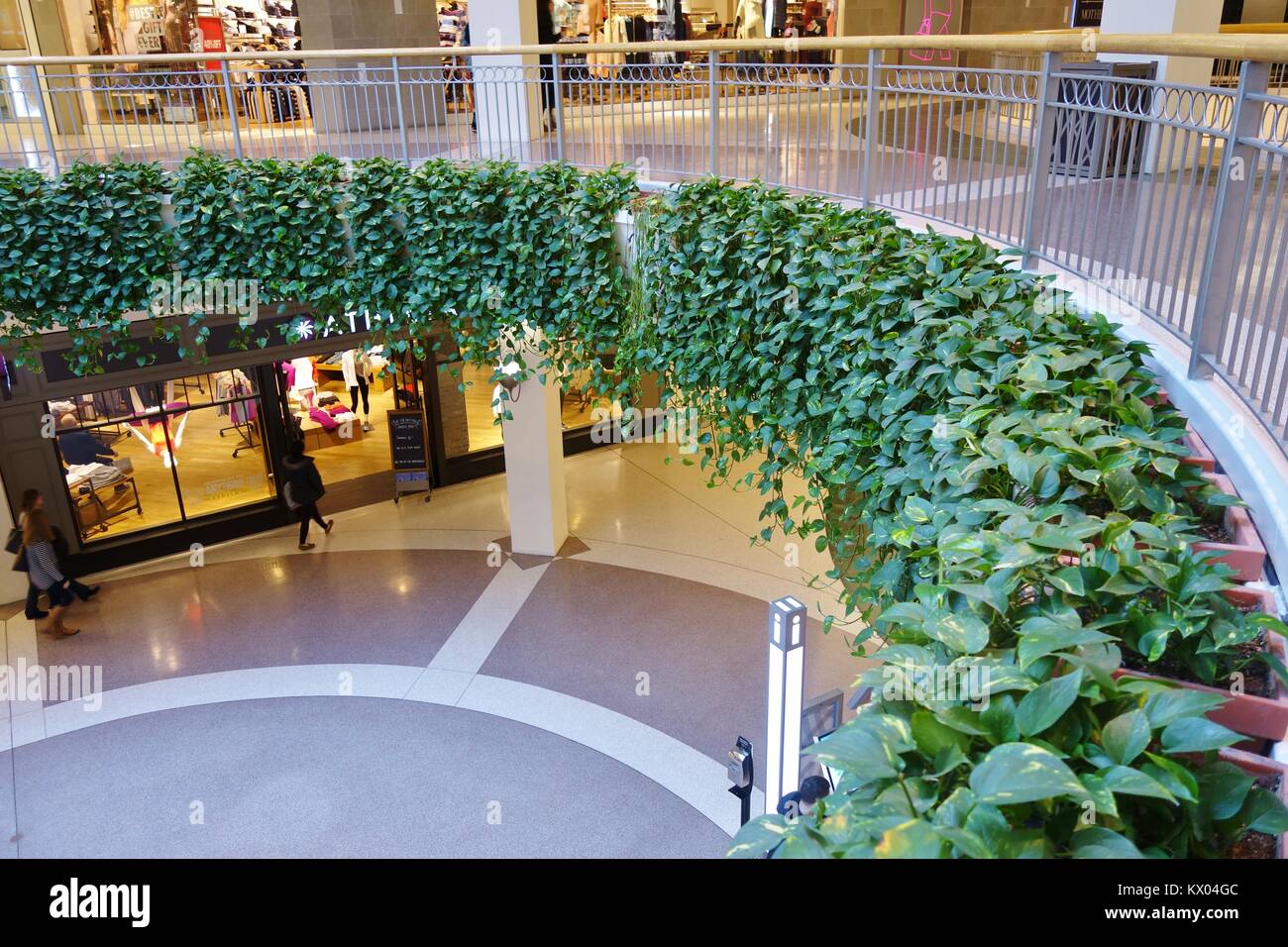 Live green plants that act as natural air purifiers, at the Mall of ...