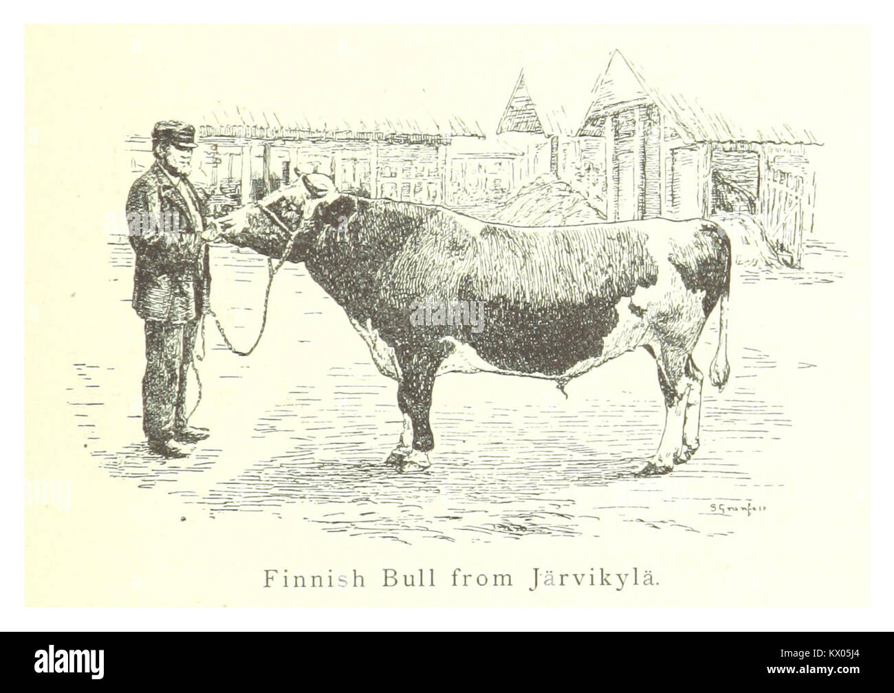 Finnish cattle breeds hi-res stock photography and images - Alamy