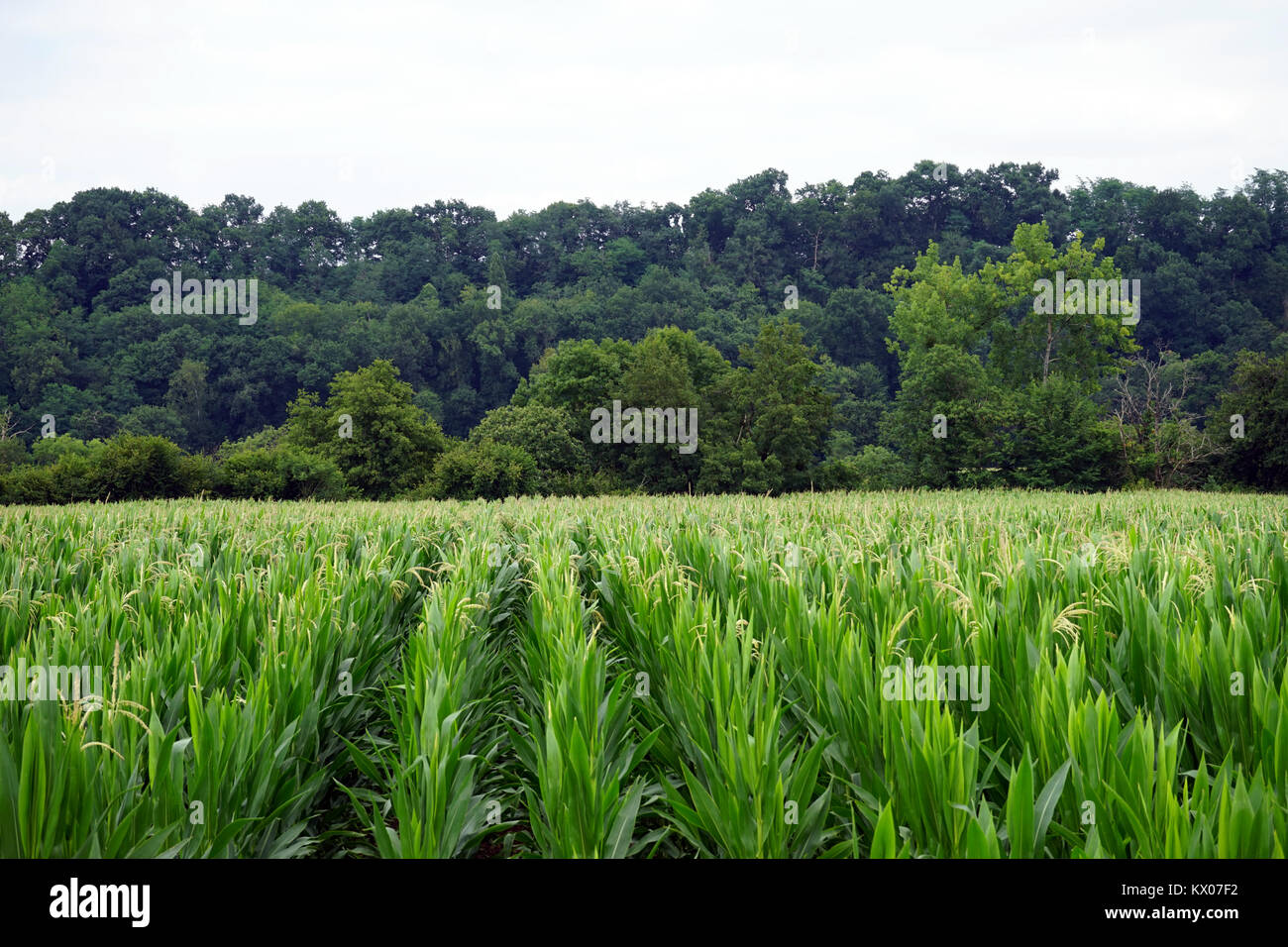 Green corn field and trees in France Stock Photo - Alamy