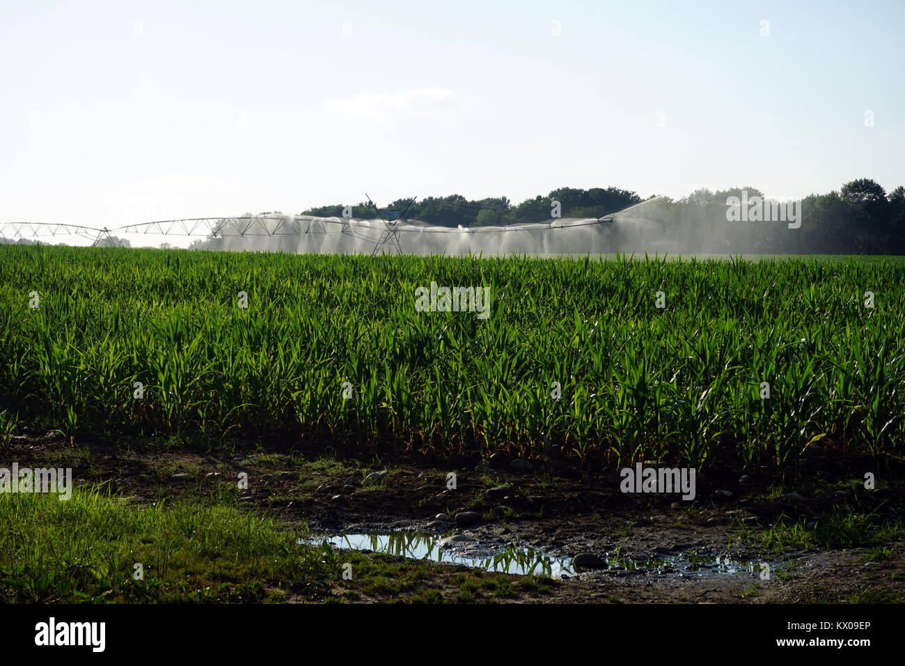 Irrigation on the green corn field, France Stock Photo - Alamy