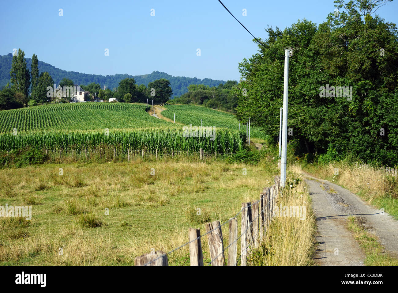Track near green corn field in France Stock Photo - Alamy