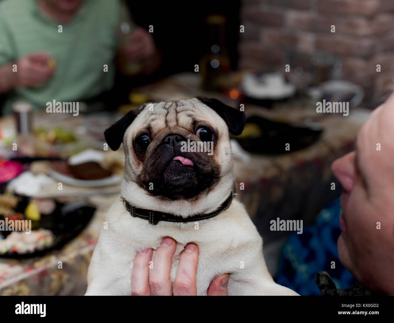 Small pug posing on the owner hands, a party in the blurred background ...
