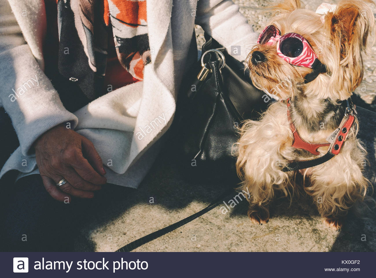 Doggy Style Stock Photos & Doggy Style Stock Images - Alamy