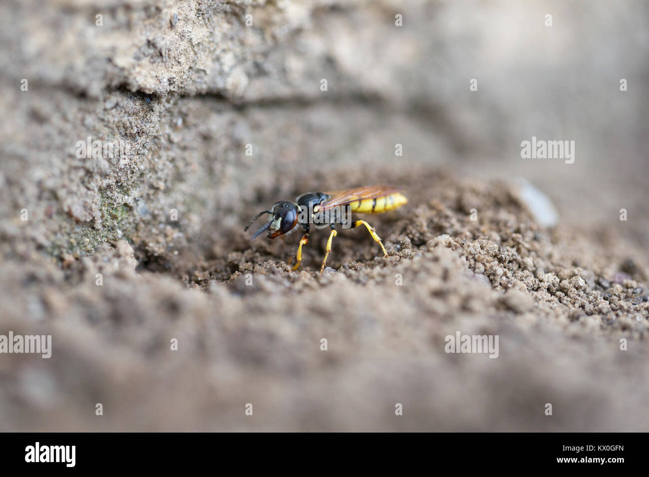 European Beewolf (Philanthus triangulum Stock Photo - Alamy