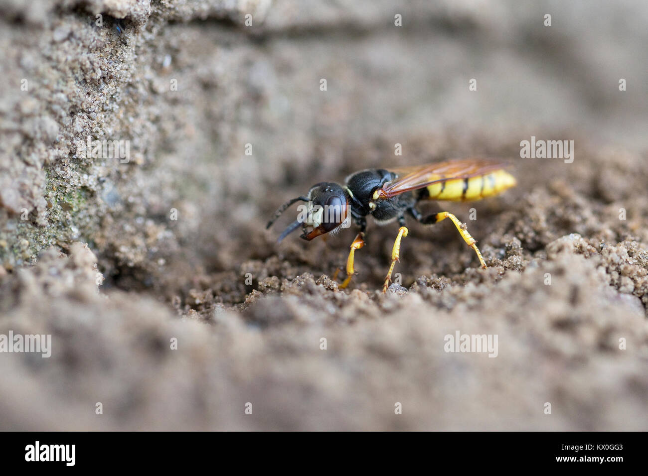 Bee wolves hi-res stock photography and images - Alamy