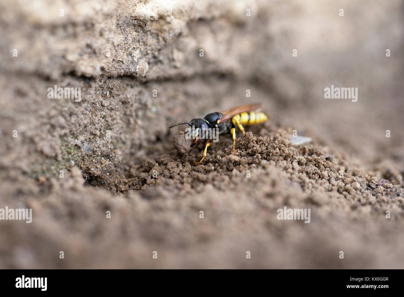 European Beewolf (Philanthus triangulum Stock Photo - Alamy