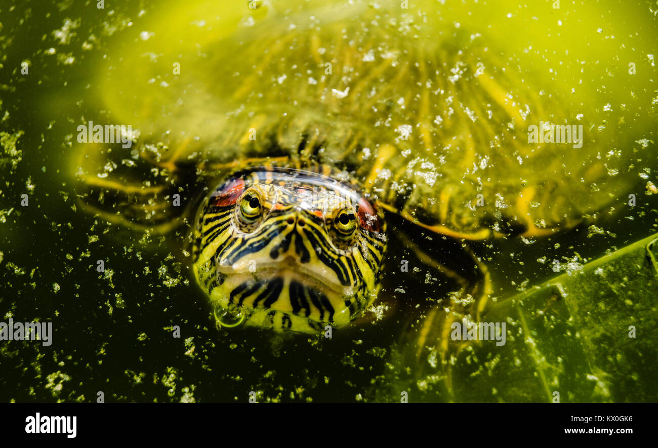 Turtle looking around hi-res stock photography and images - Alamy