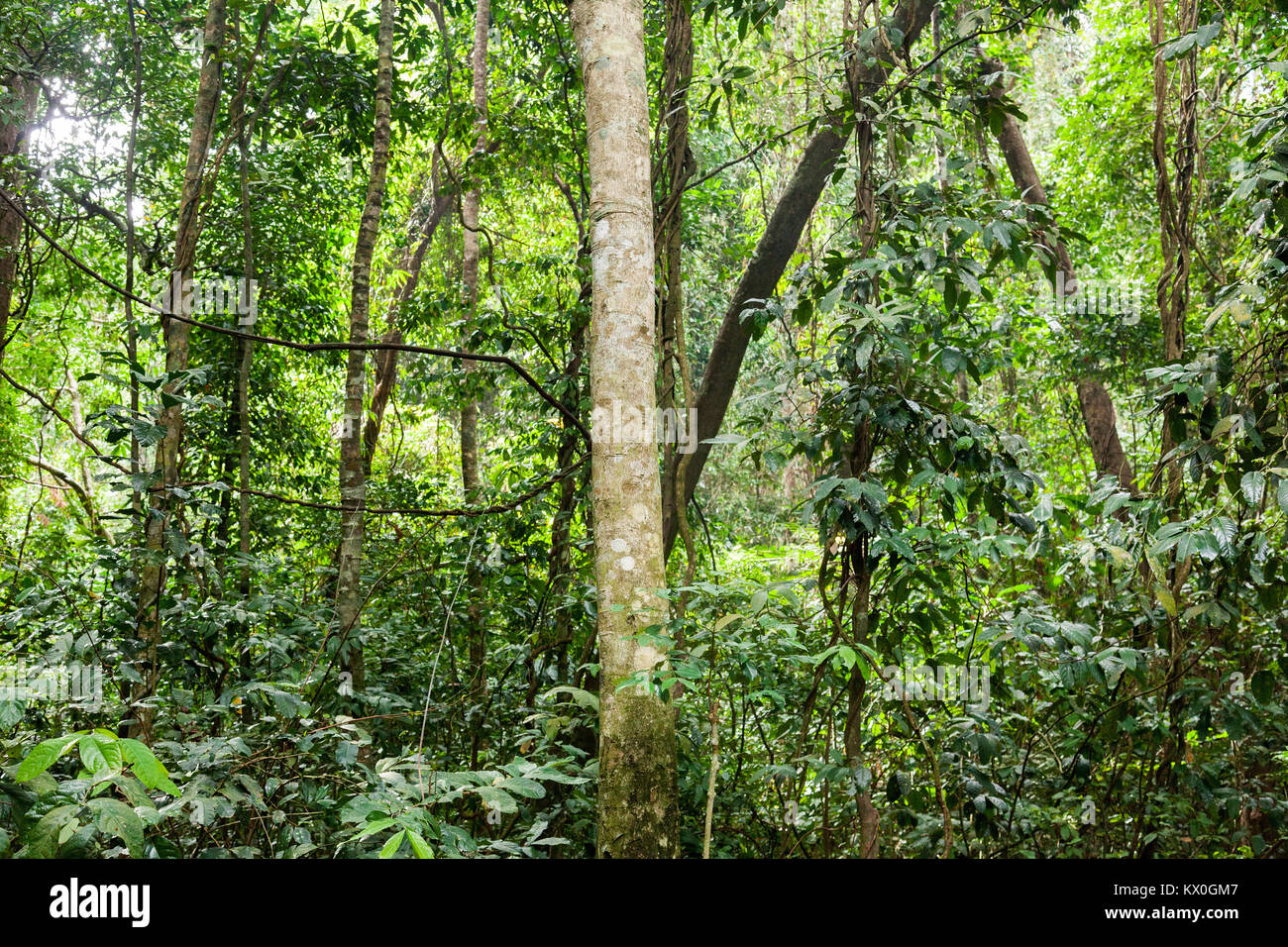 rainforest in Palawan, Philippines Stock Photo - Alamy