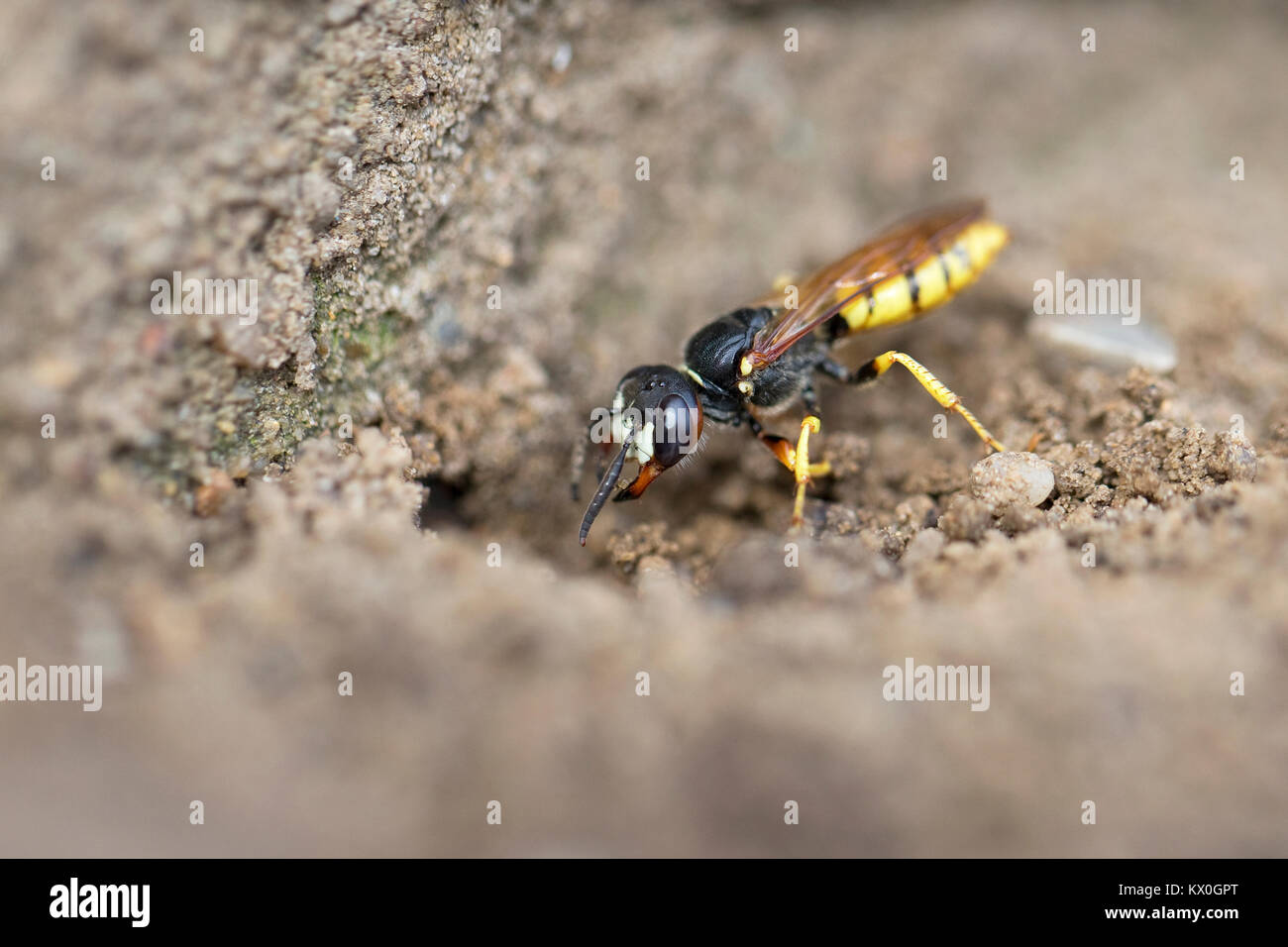 Bee wolves hi-res stock photography and images - Alamy