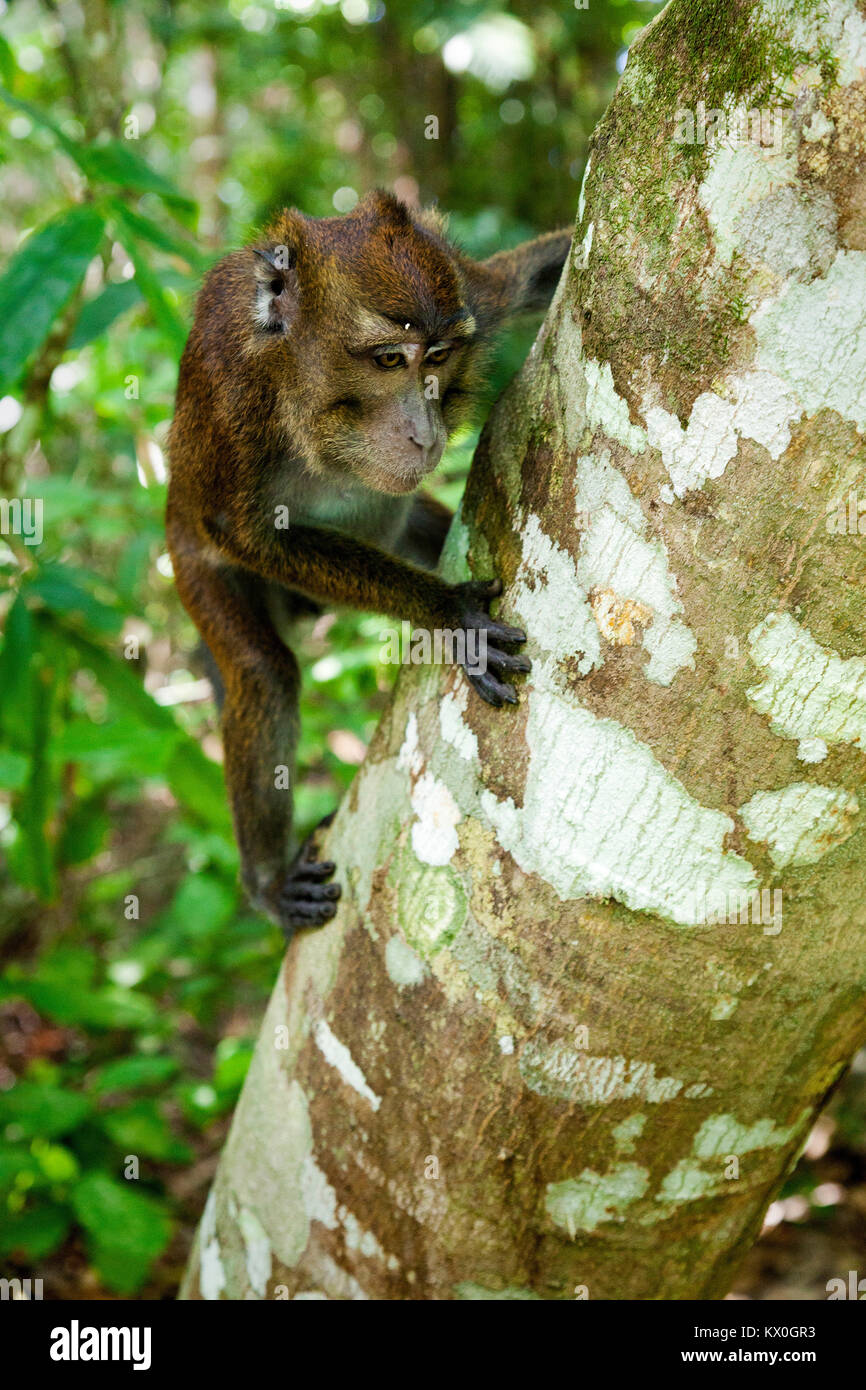 Philippine long-tailed macaque from Palawan Stock Photo - Alamy