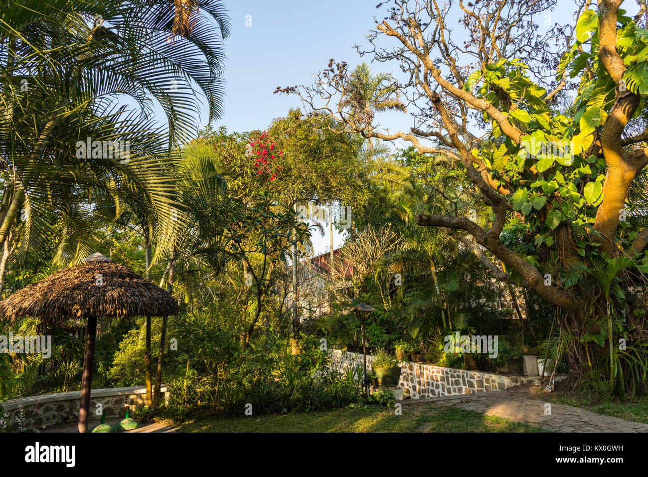 Madagascar plants hi-res stock photography and images - Alamy