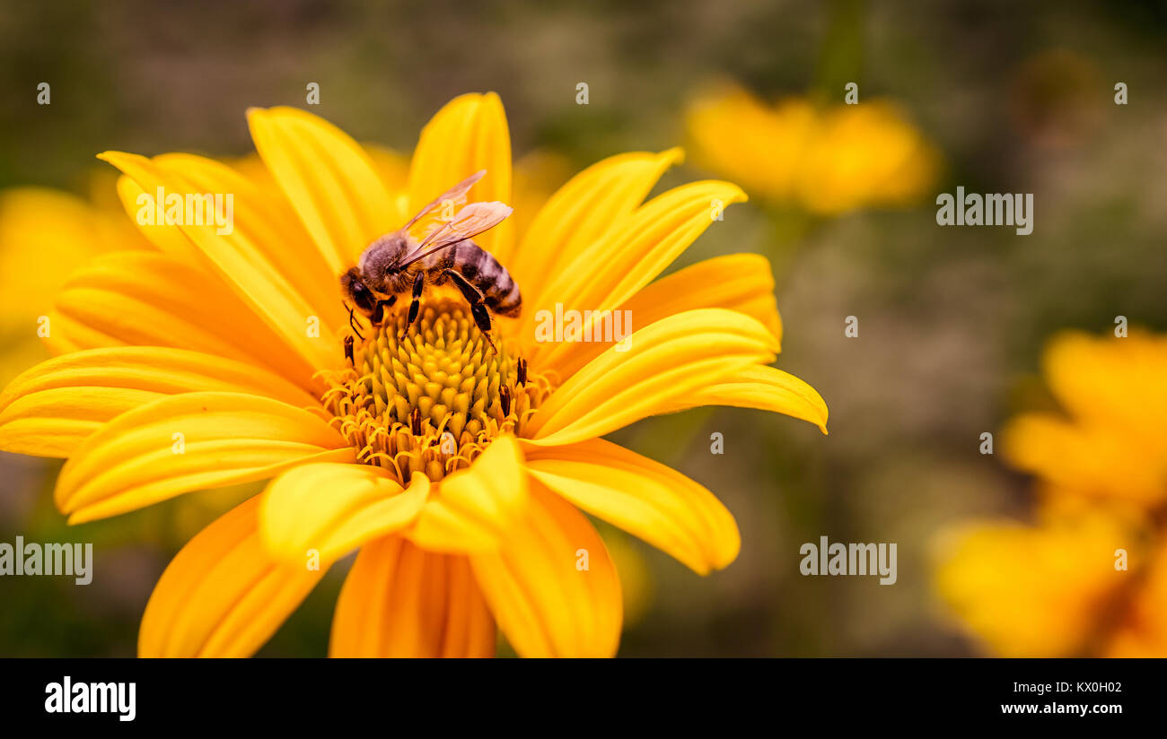 Yellow flower with bee inside Stock Photo - Alamy
