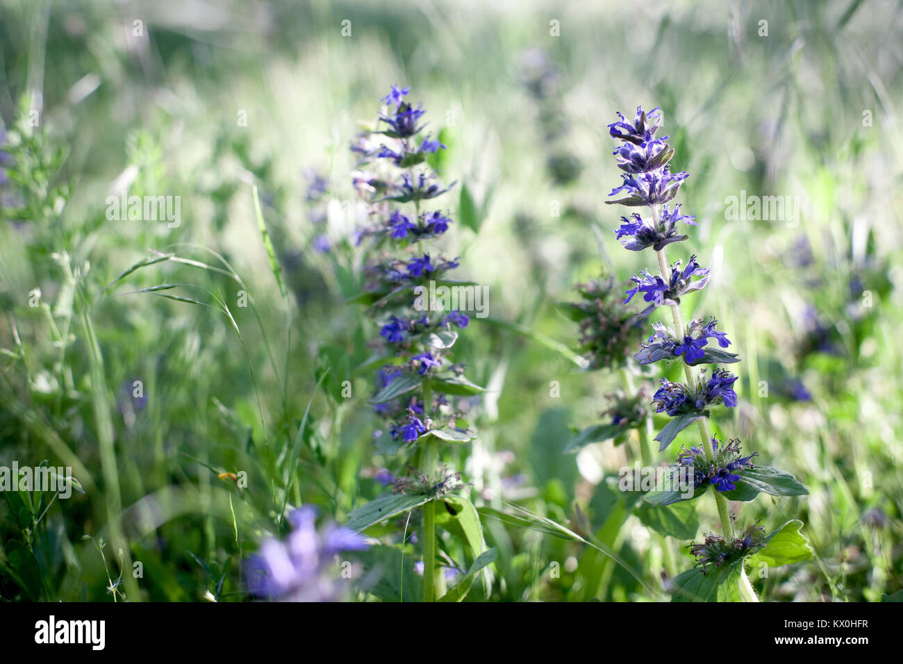 Lush greengrass hi-res stock photography and images - Alamy