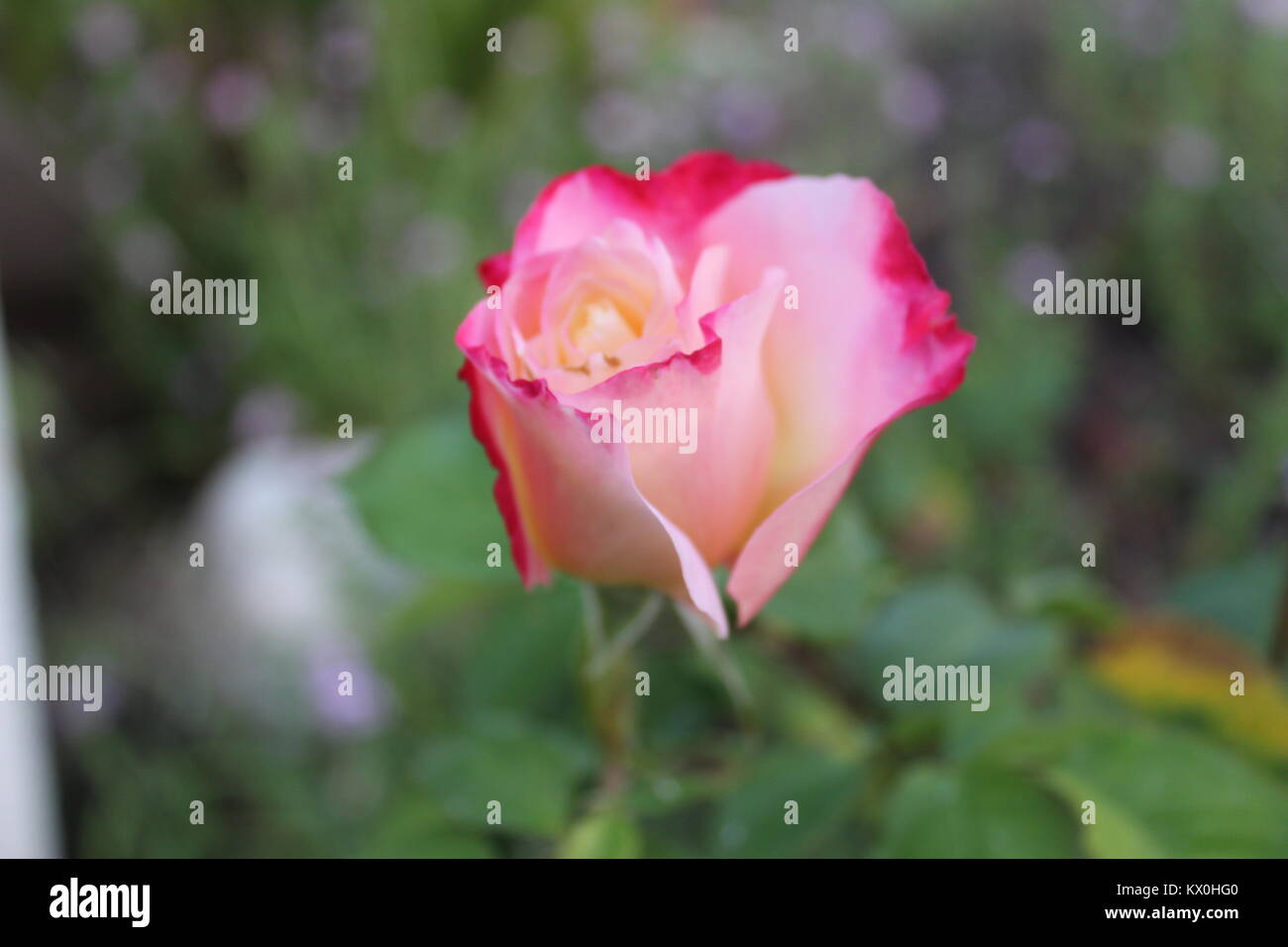 Beautiful single pink rose starting to bloom Stock Photo - Alamy