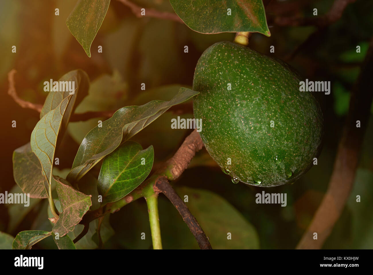 Tropical avocado green fruit close-up on blurred tree background Stock ...