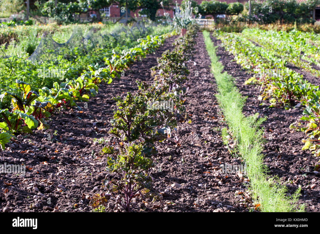 Rows of vegetable crops in an English garden. Carrots and Beetroot ...