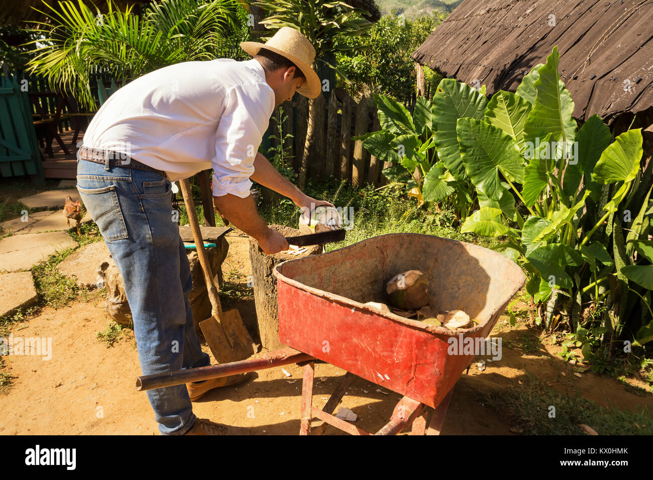 Indigenous cuban hi-res stock photography and images - Alamy