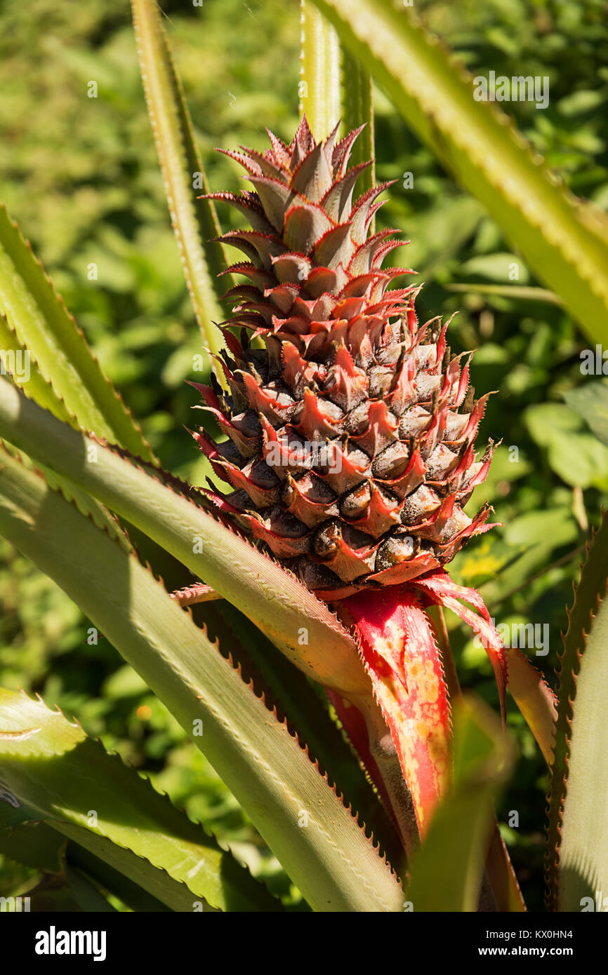 Small pineapple on the plant Stock Photo - Alamy