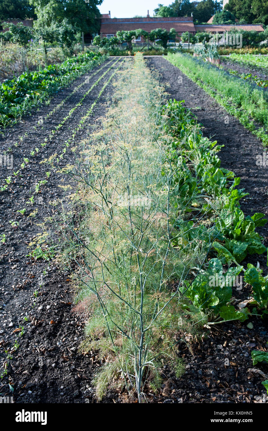 Rows of vegetable crops in an English garden Stock Photo - Alamy